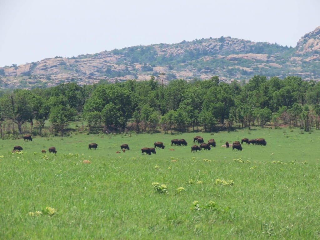 The Bison of the Wichitas: Where to See the Herd | Wichita Mountains Lodge